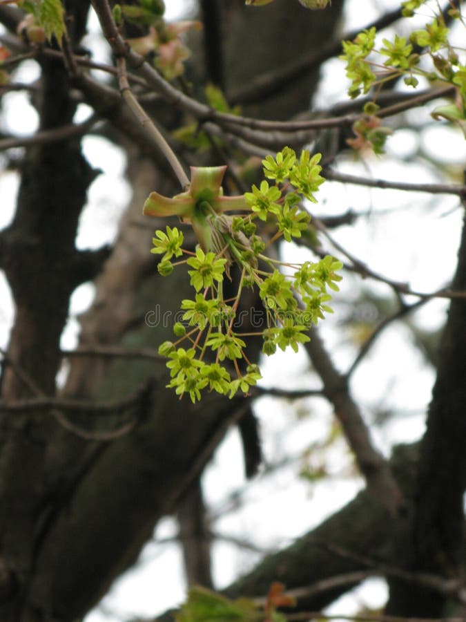 Flowering maple tree stock photo. Image of beautiful - 178587844