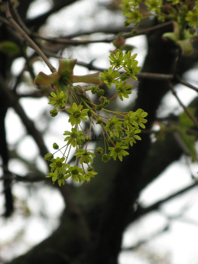 Flowering maple tree stock image. Image of flower, forest - 178587979