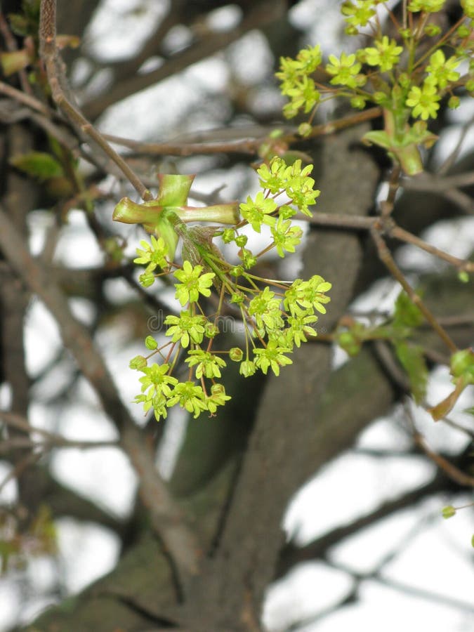 Flowering maple tree stock photo. Image of small, beautiful - 178588994