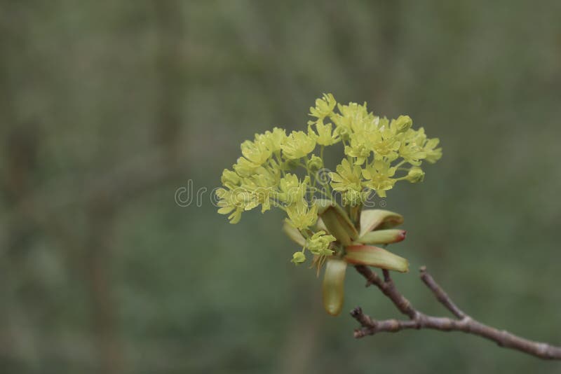 Flowering maple tree stock photo. Image of maple, blossoming - 229138422