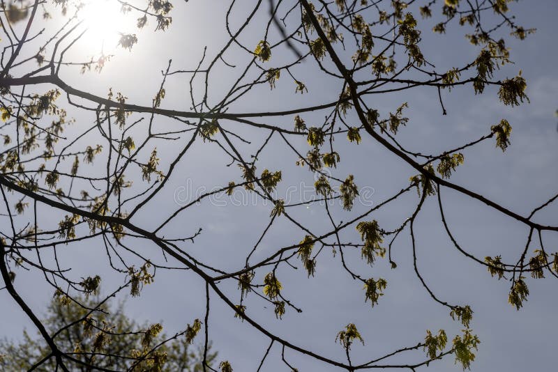 A Flowering Maple Tree in the Spring Season, a Spring Park Stock Image ...