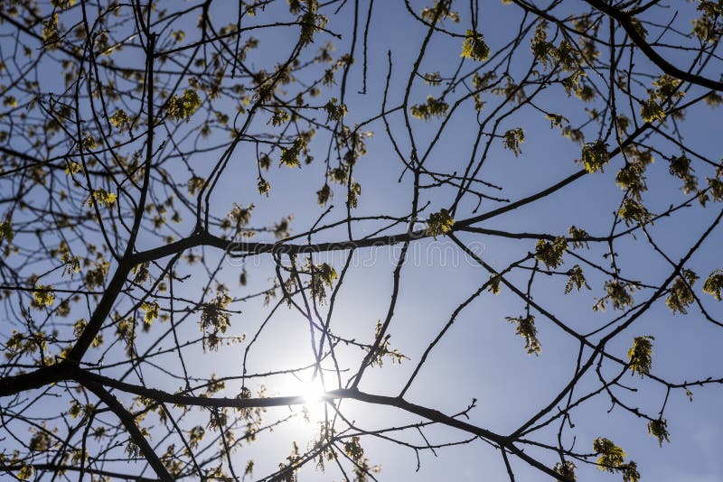A Flowering Maple Tree in the Spring Season, a Spring Park Stock Image ...