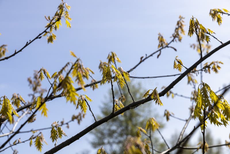 A Flowering Maple Tree in the Spring Season, a Spring Park Stock Photo ...