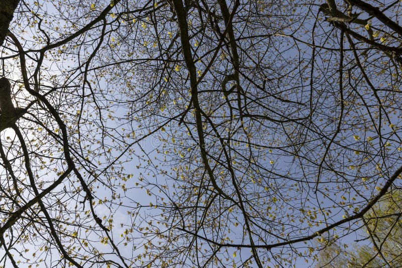 Flowering maple tree stock photo. Image of beauty, maple - 80371730