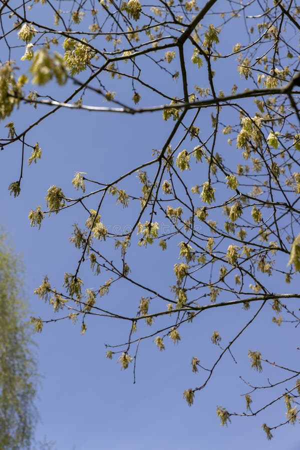 A Flowering Maple Tree in the Spring Season, a Spring Park Stock Photo ...