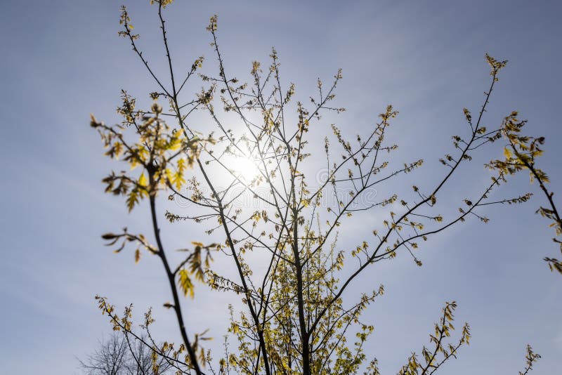A Flowering Maple Tree in the Spring Season, a Spring Park Stock Image ...