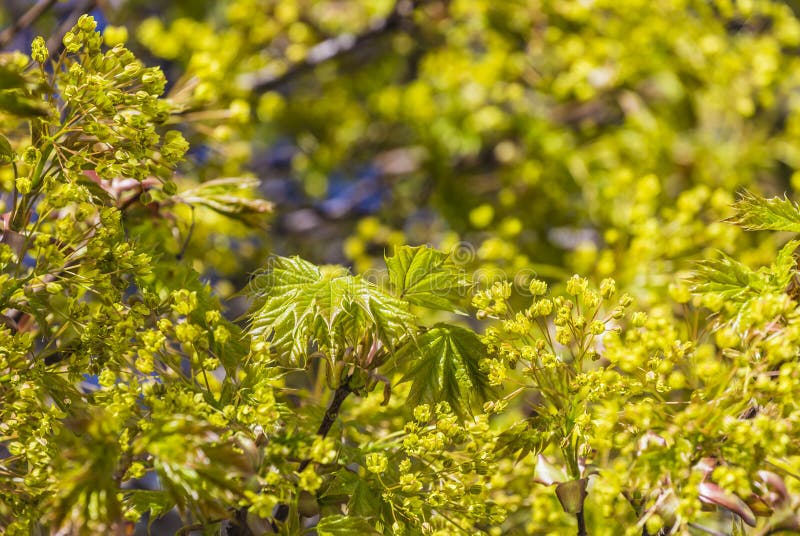 Flowering Maple Tree in the Spring. Young Green Leaves and Flowers ...