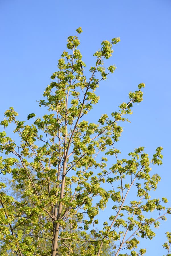 Flowering maple tree stock photo. Image of macro, flora - 186764678