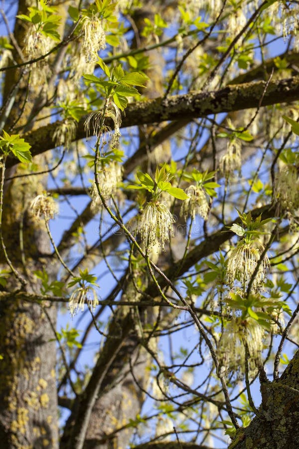 Flowering maple tree stock photo. Image of beauty, maple - 80371730