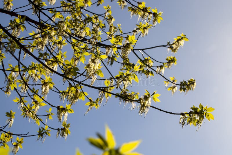 Flowering maple tree stock photo. Image of beauty, maple - 80371730