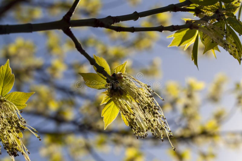 Flowering maple tree stock photo. Image of beauty, maple - 80371730