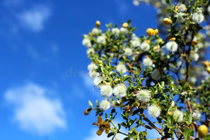 Marri Tree Stock Photos - Free & Royalty-Free Stock Photos from Dreamstime