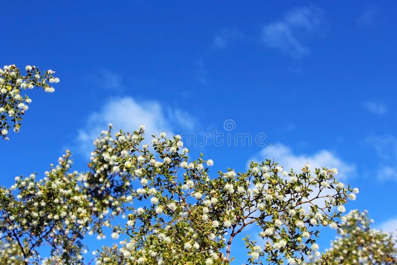 Baby Saguaro Cactus Photos - Free & Royalty-Free Stock Photos from ...
