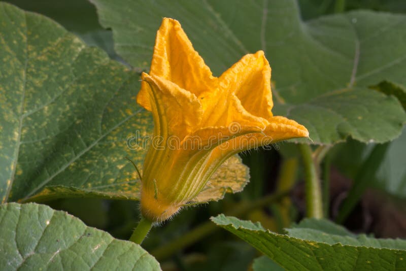 Flowering marrow squash stock image. Image of botanical - 56997043