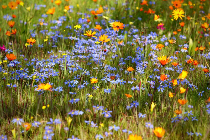 Flowering meadow stock photo. Image of nature, flower - 10707484