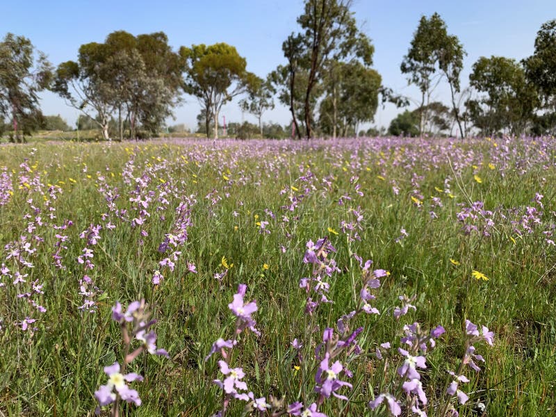 Flowering Meadow at the Edge of a Grove Stock Image - Image of edge ...
