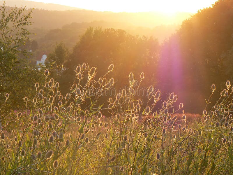 Flowering meadow at sunset stock image. Image of sundown - 6451139