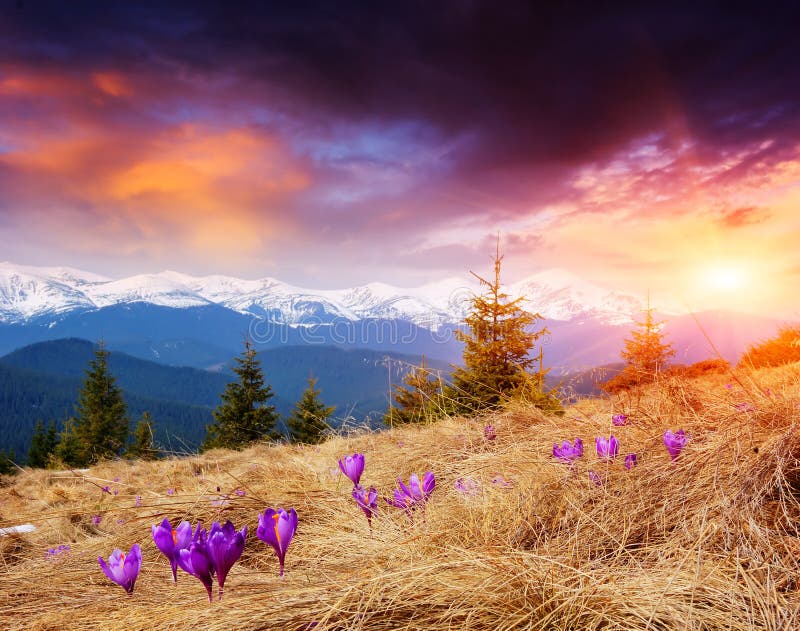 Spring Evening In The Mountains Stock Image - Image of floral, nature ...