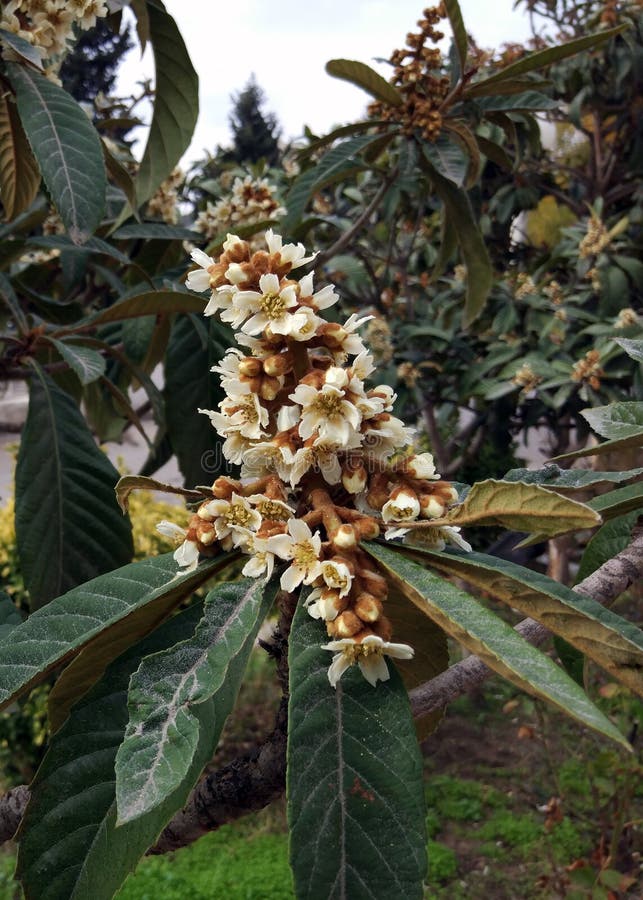 1,137 Medlar Tree Garden Stock Photos - Free & Royalty-Free Stock ...