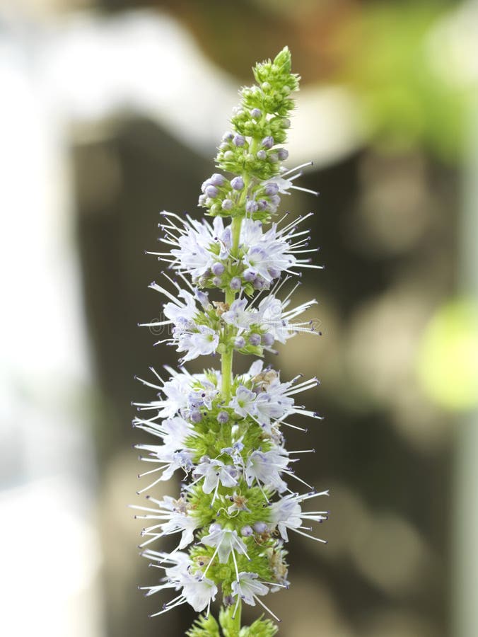 Flowering mint stock image. Image of garden, plantation - 23705961