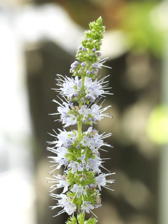 Flowering mint stock image. Image of garden, plantation - 23705961