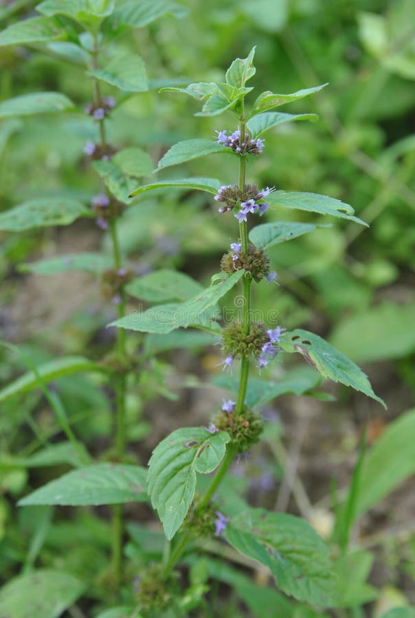 Flowering Mint in the Garden Stock Photo - Image of color, aroma: 83793876