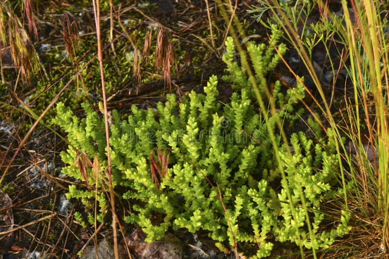 Flowering moss stock image. Image of sunrise, bloomed - 73229813