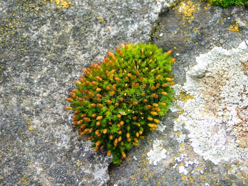 A Tuft of Moss on the Concrete Stock Image - Image of nature, shrub ...