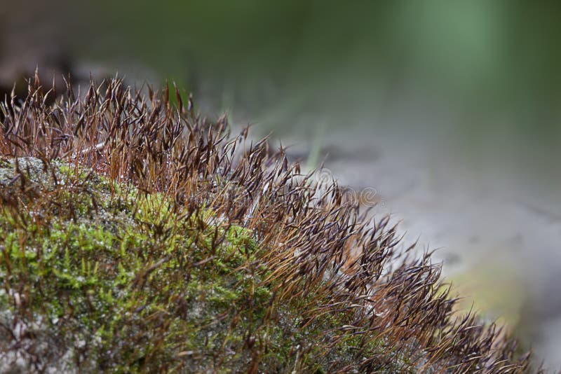 Flowering Moss Macro stock photo. Image of brown, poster - 61821212
