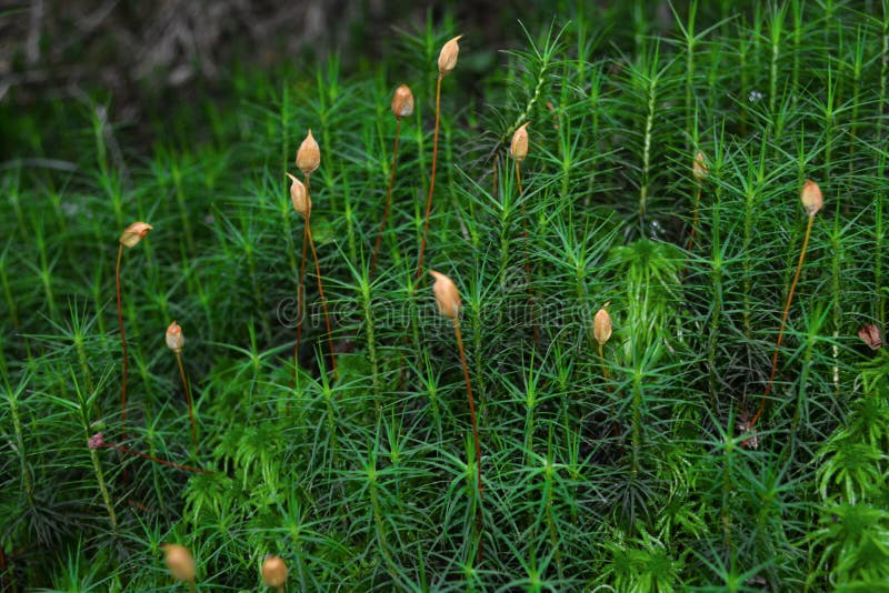 Flowering of moss stock photo. Image of waking, macrophotography - 11849412
