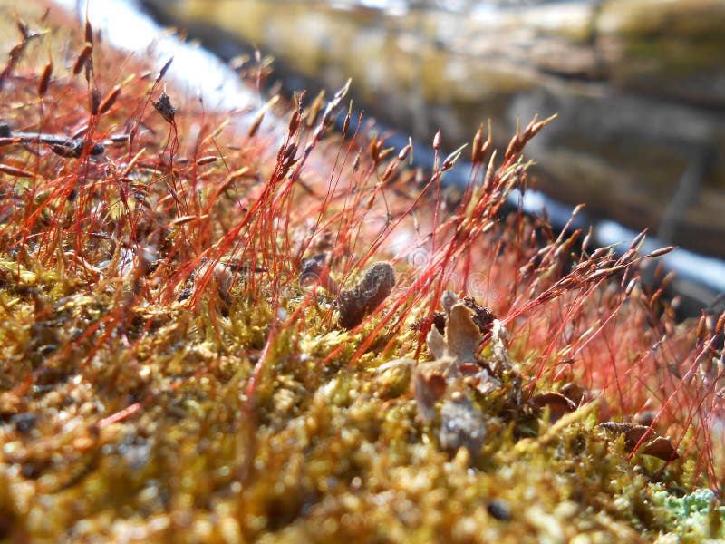 Flowering Moss on the Tree in Sunny Spring Day. Stock Image - Image of ...