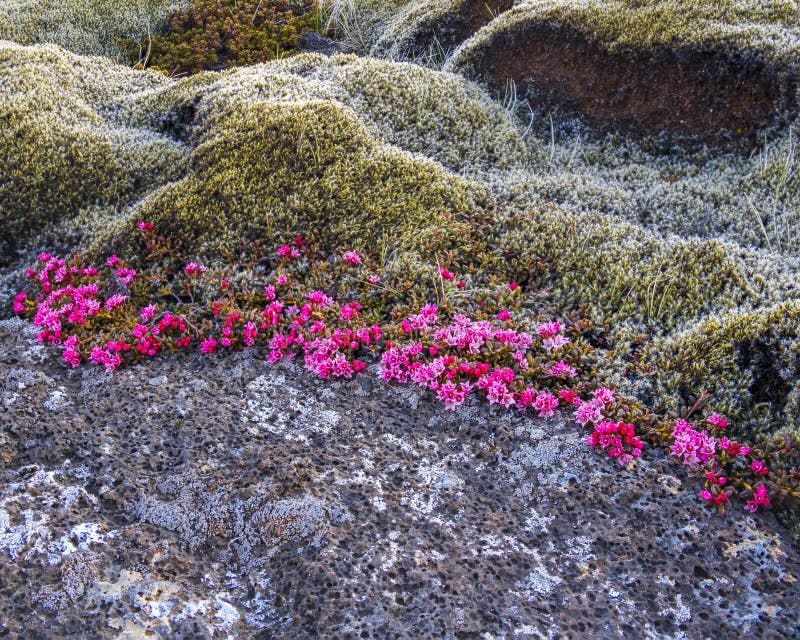 Flowering Moss on the Lava Fields Stock Photo - Image of detail, green ...