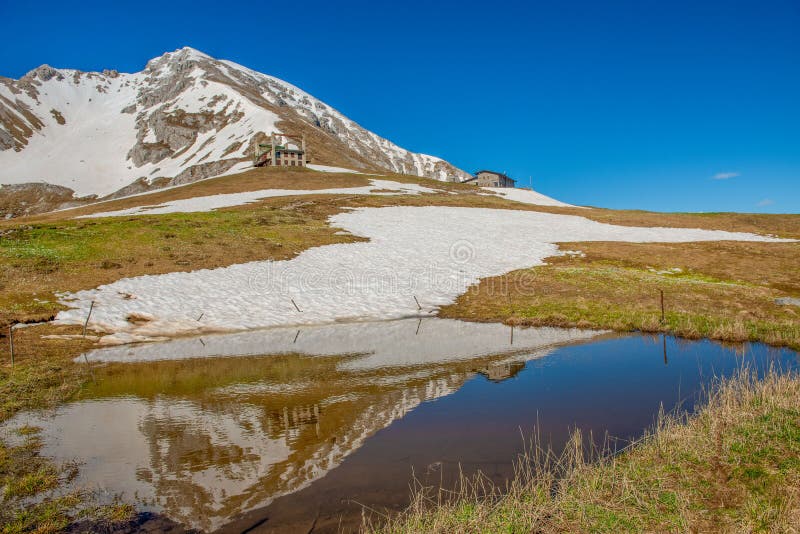 Flowering mountain pasture stock photo. Image of primroses - 248731110