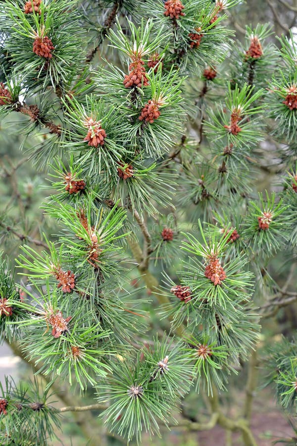 104 Pinus Men Stock Photos - Free & Royalty-Free Stock Photos from ...