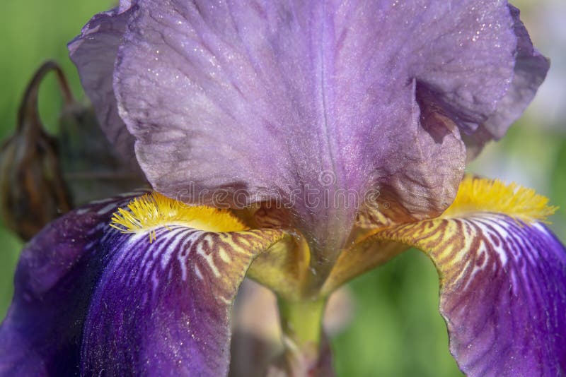 Flowering Multi-colored Iris Closeup Stock Image - Image of violet ...