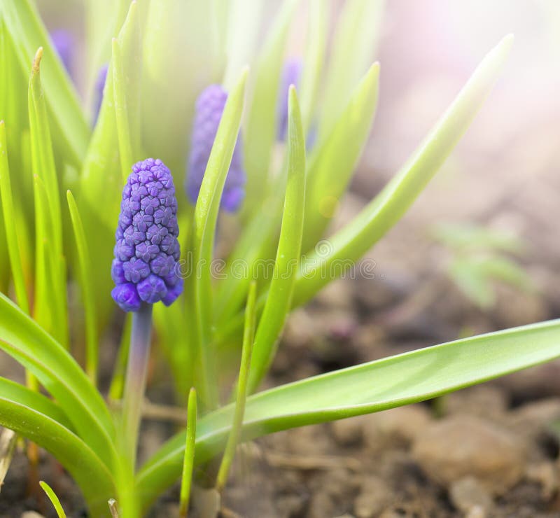 Flowering Muscari stock photo. Image of green, blue, hyacinth - 57390310