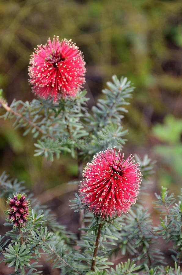 Myrtaceae Stock Photos - Download 1,683 Royalty Free Photos