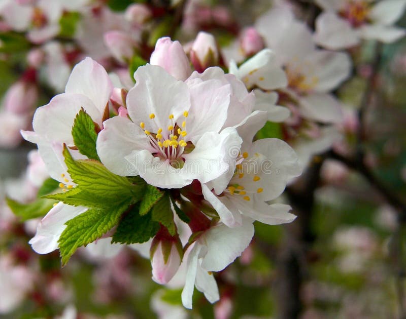Flowering Nanking Cherry stock photo. Image of close, growth - 2697748