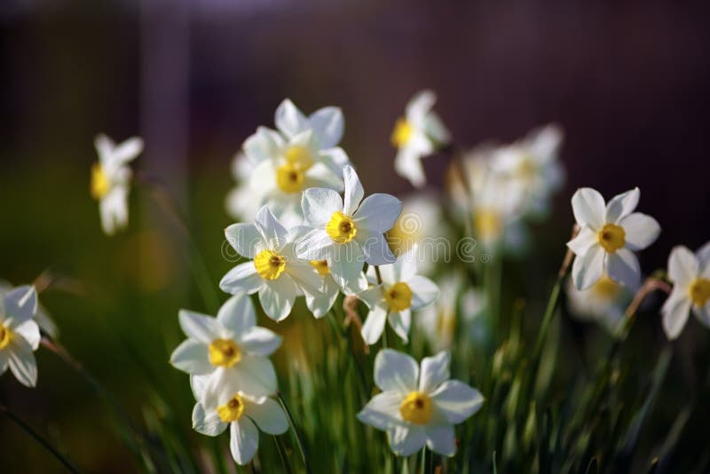 Flowering Narcissus at Springtime Stock Photo - Image of narcissus ...