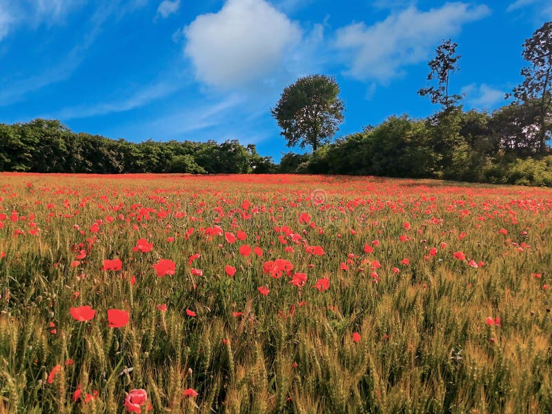 Flowering Natural Landscape with Poppy Fields Stock Image - Image of ...