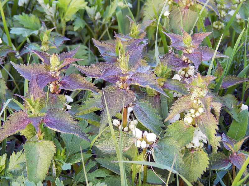 Flowering nettle spring stock image. Image of dead, botany - 93169579