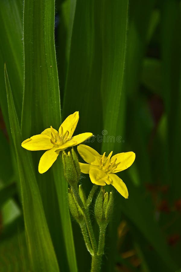 Flowering Nivenia Corymbosa Stock Photo - Image of yellow, flowering ...