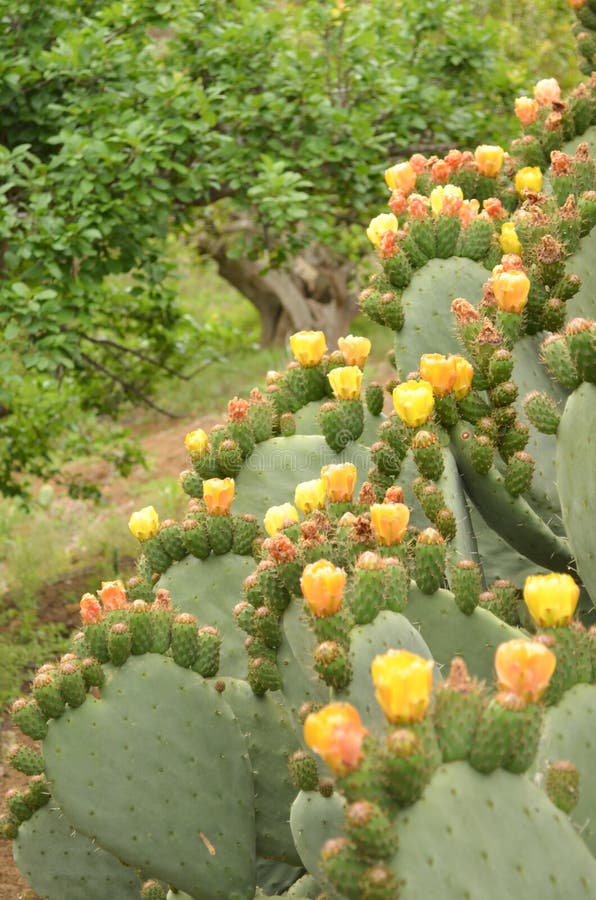 Flowering Prickly Pear Nopal Cactus Stock Photo - Image of fruit ...