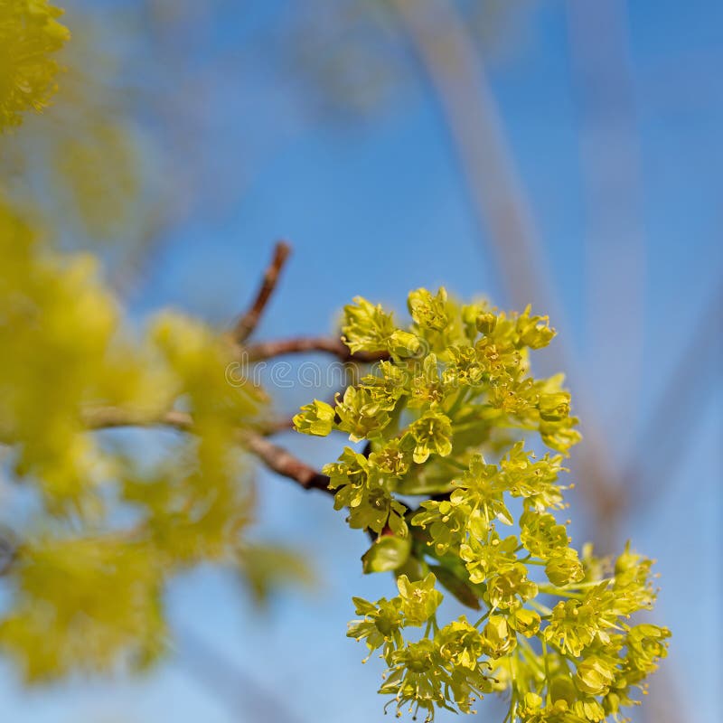 Norway maple stock image. Image of flower, nature, norway - 215505125