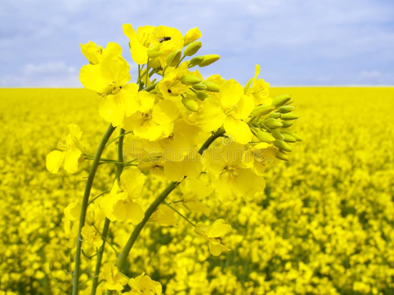 Flowering oilseed stock image. Image of blooming, color - 49334719