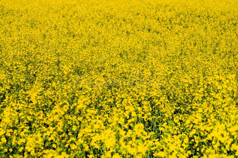 Flowering oilseed yellow stock image. Image of ground - 115612435