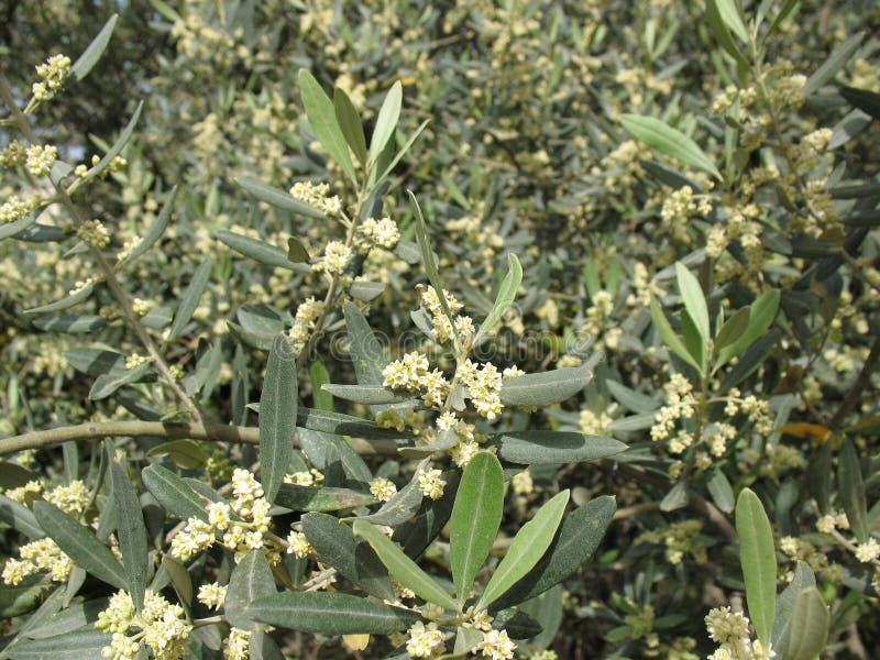 Olive Trees Flowering stock image. Image of flora, lebanon - 342960313