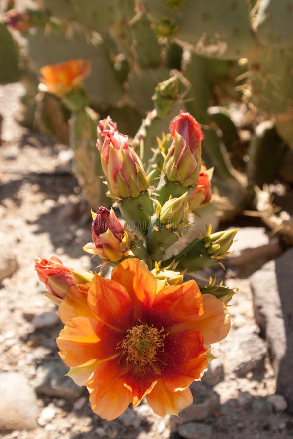 Flowering orange cactus stock image. Image of spines - 37069375