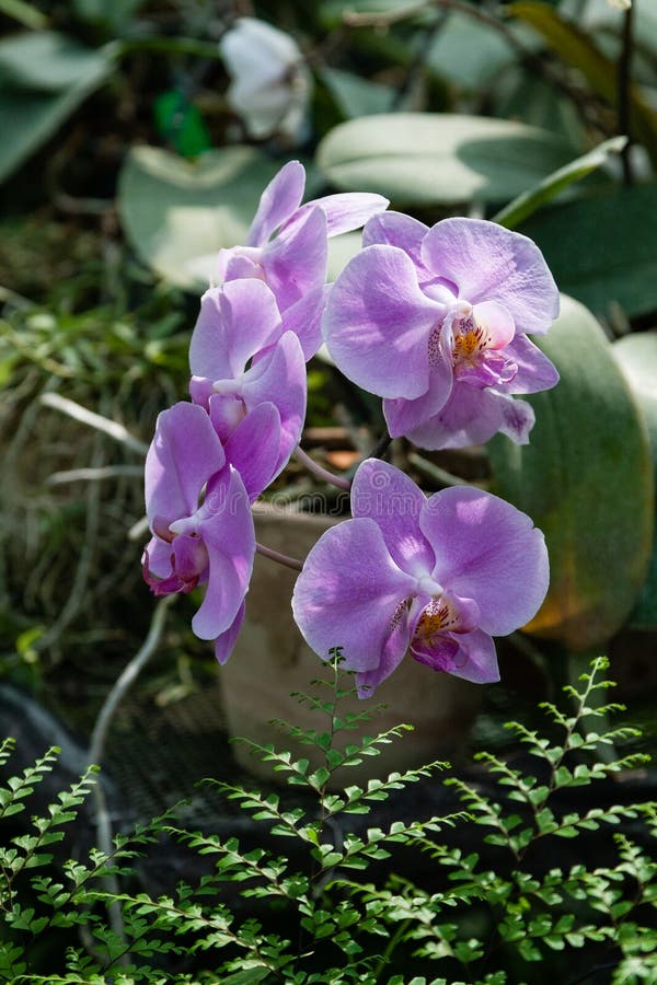 Flowering Orchids in the Botanical Garden Stock Image - Image of color ...