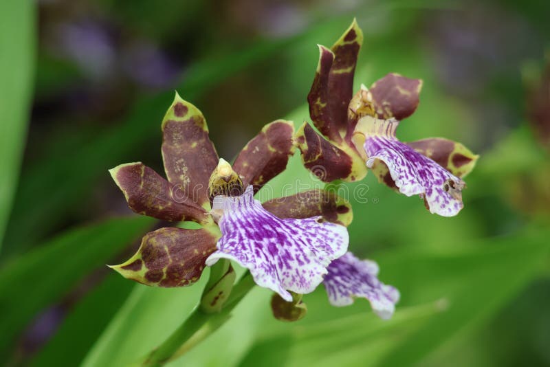 Flowering Orchids in the Gardens Stock Image - Image of nature, orchid ...